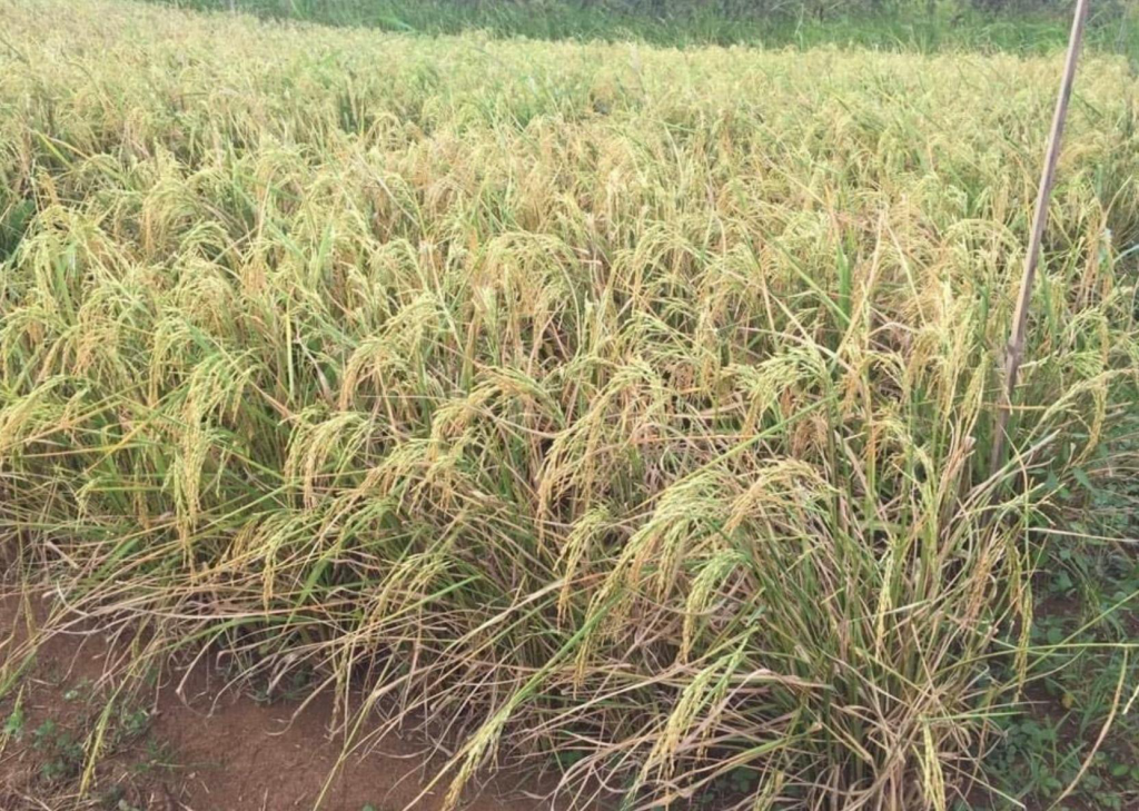 Cotabato Rice Farmers Welcome 'Rice Republic' (FOOD FOR THOUGHT by ...