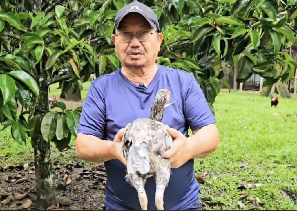 2025 Production Target: 20,000 Manok Pinoy Breeders! (FOOD FOR THOUGHT ...